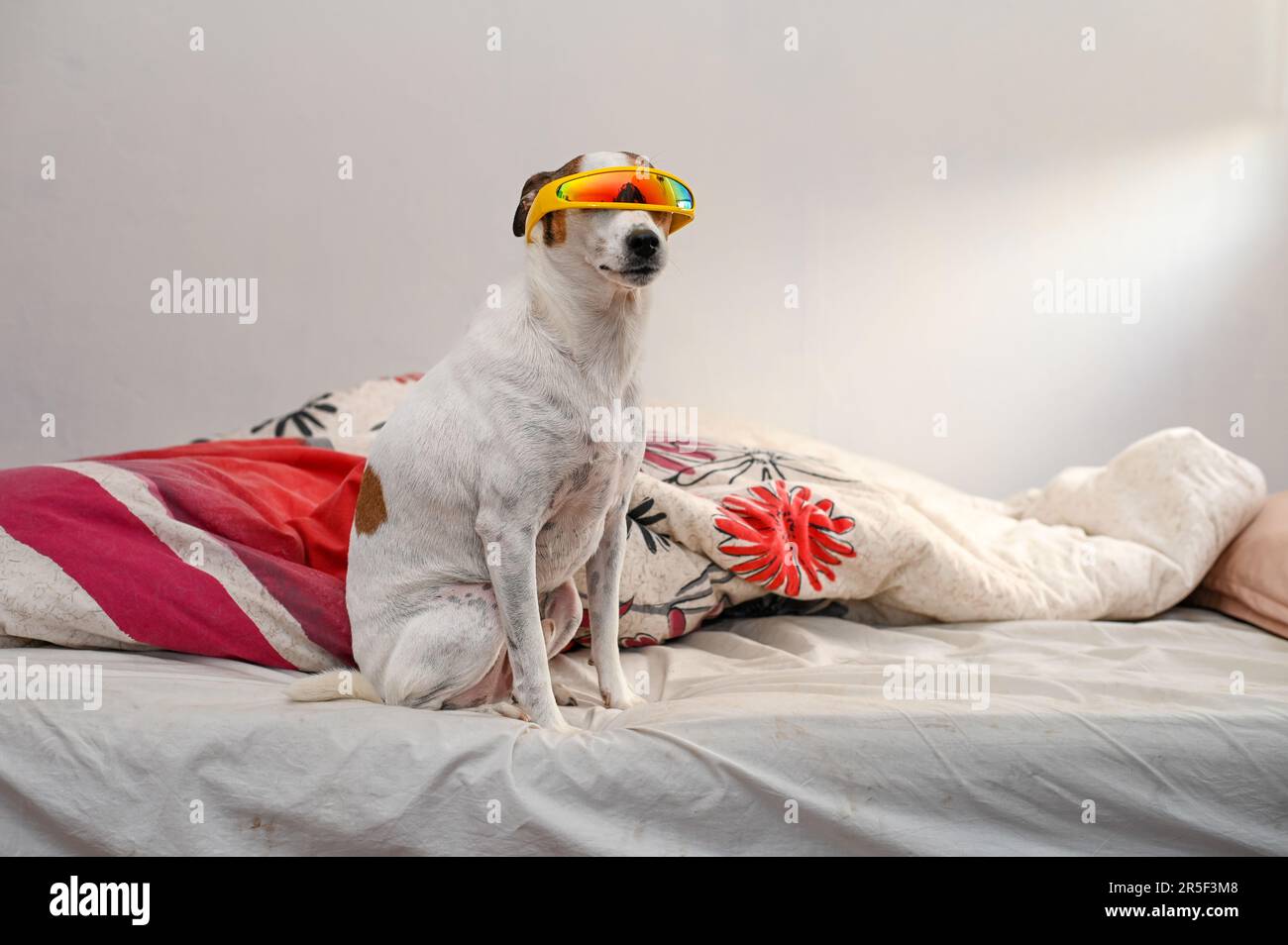 Animal seen sitting on bed with sunglasses on Stock Photo - Alamy