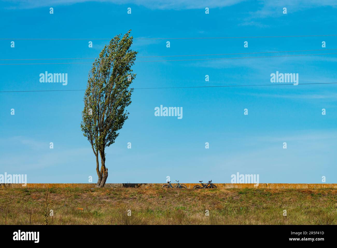 Lonely tree bent by the wind and two bikes on the dam. Minimalistic ...
