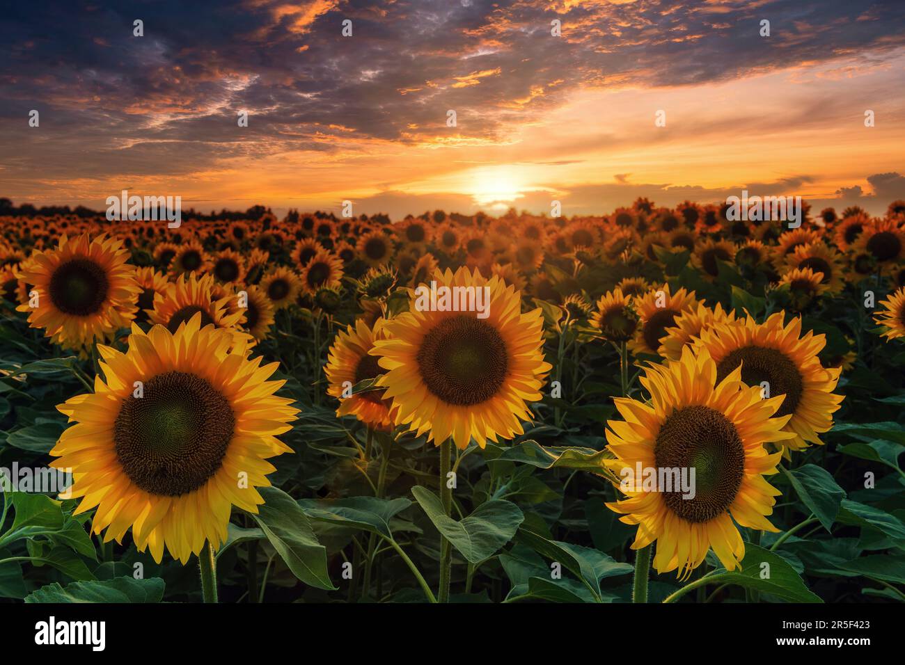 Beautiful sunflower field and burning sunset sky. Big sunflower heads ...