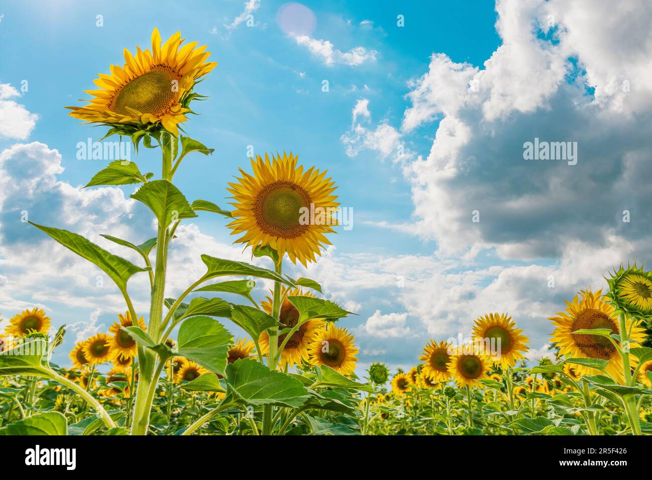 Colorful sunflowers growing on the farm field with bright blue sky with ...
