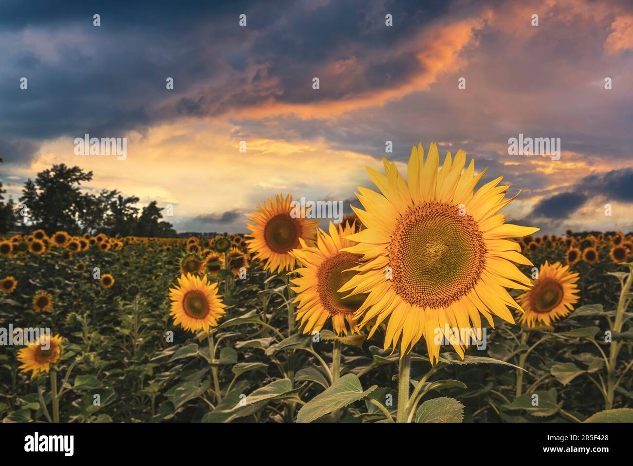 Colorful sunflower field on the sunset. Rows of blooming sunflower ...