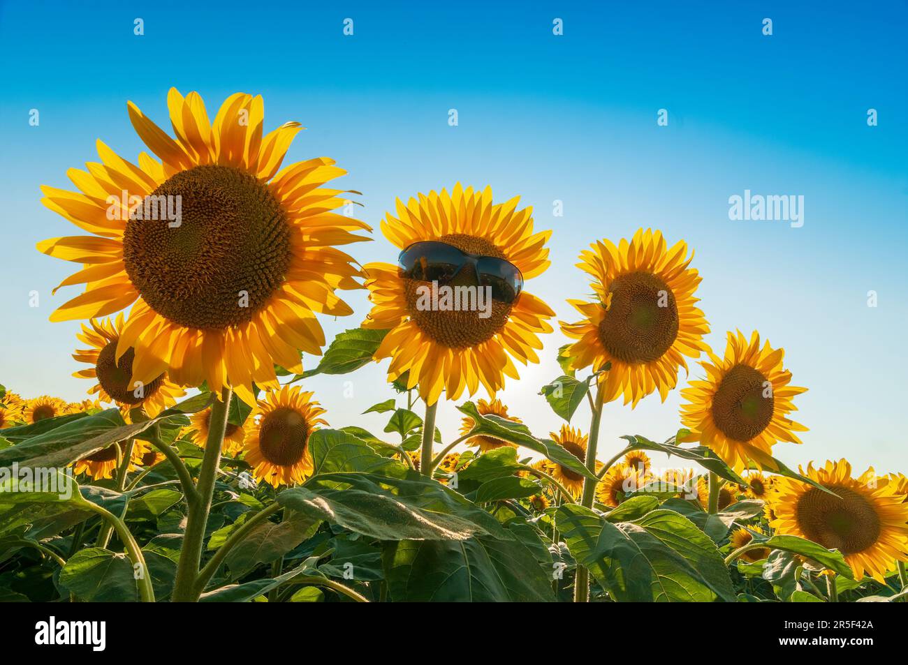 Sunflower height hi-res stock photography and images - Alamy