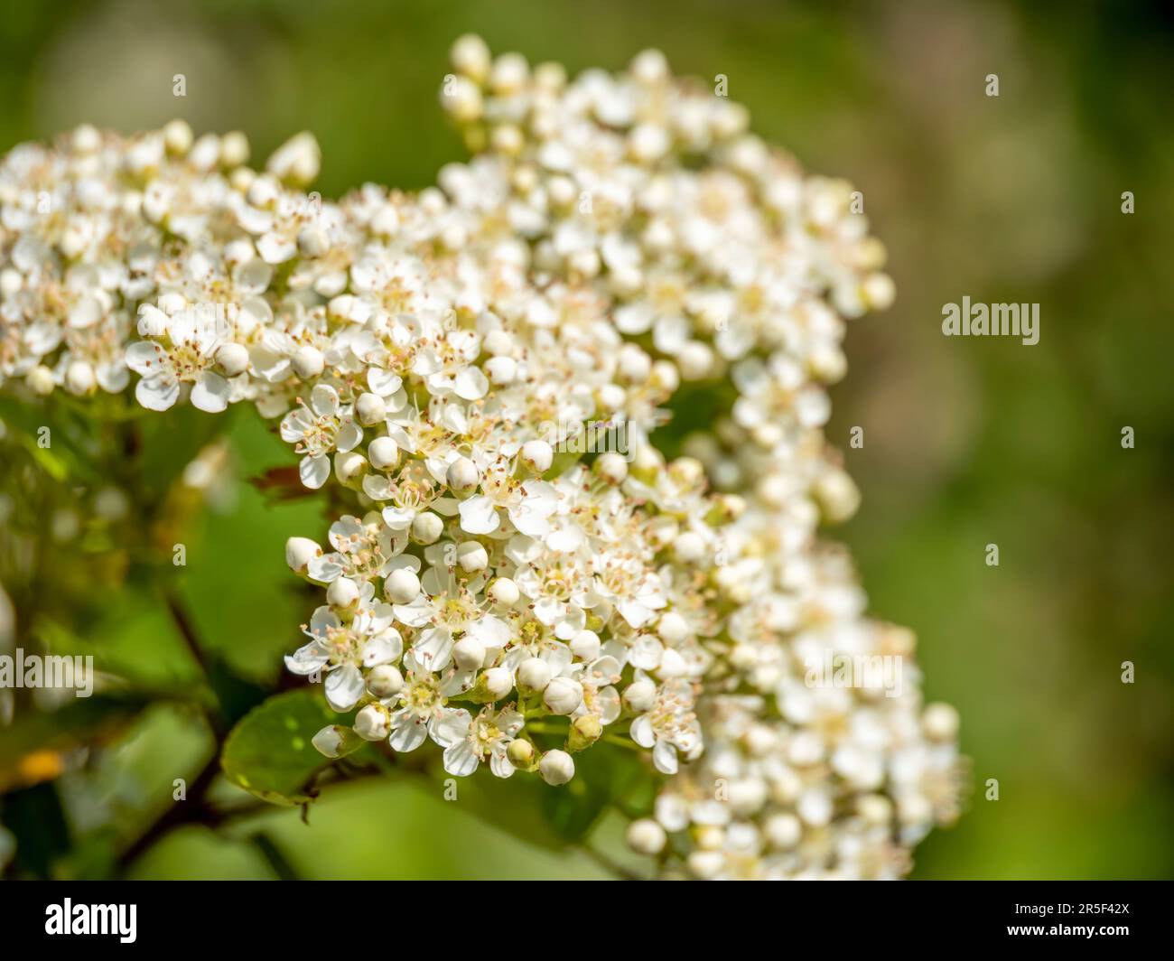 The white flowers of a Pyracantha shrub. In the autumn, this shrub is ...