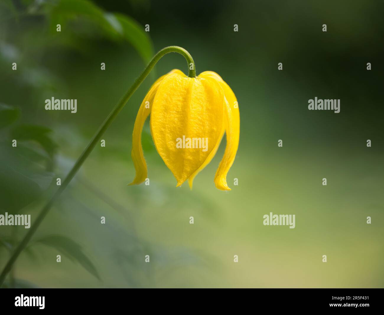 A Clematis Tangutica flower showing its beautiful yellow petals ...