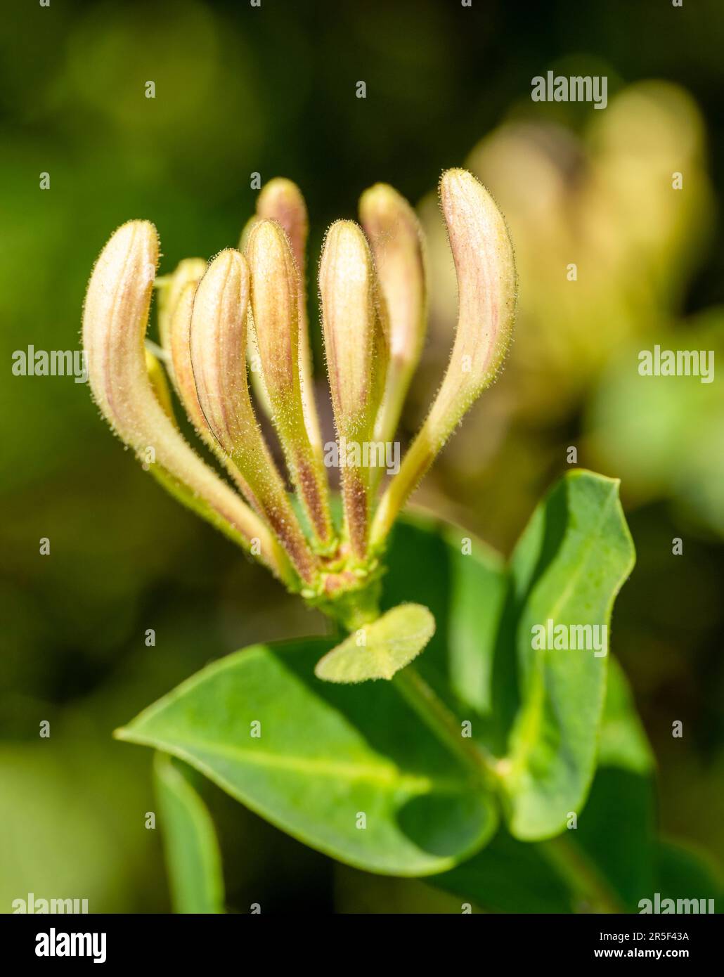 A beautiful Common Honeysuckle (Lonicera periclymenum) with out of ...
