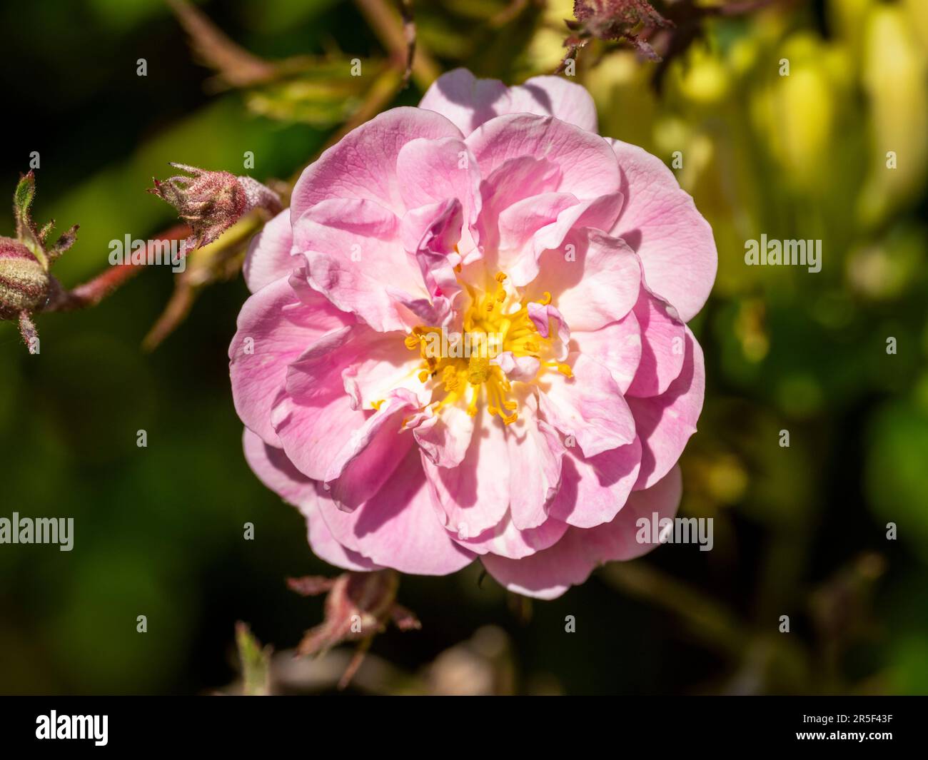 Rose garden flower hi-res stock photography and images - Alamy