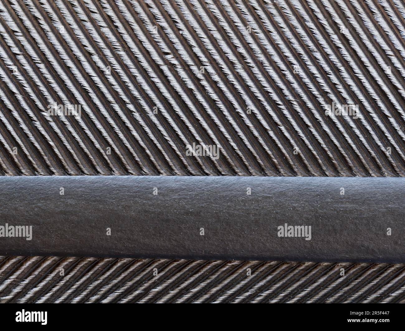 Feather of birds hi-res stock photography and images - Alamy