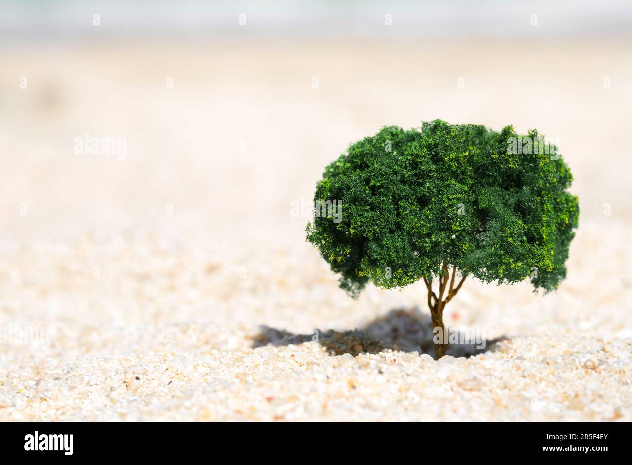 Small tree growing out of the sand in the desert Stock Photo - Alamy