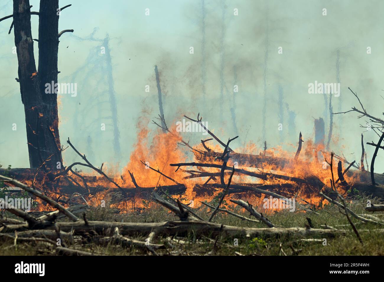 03 June 2023, Brandenburg, Jüterbog: The forest near Jüterbog is on ...