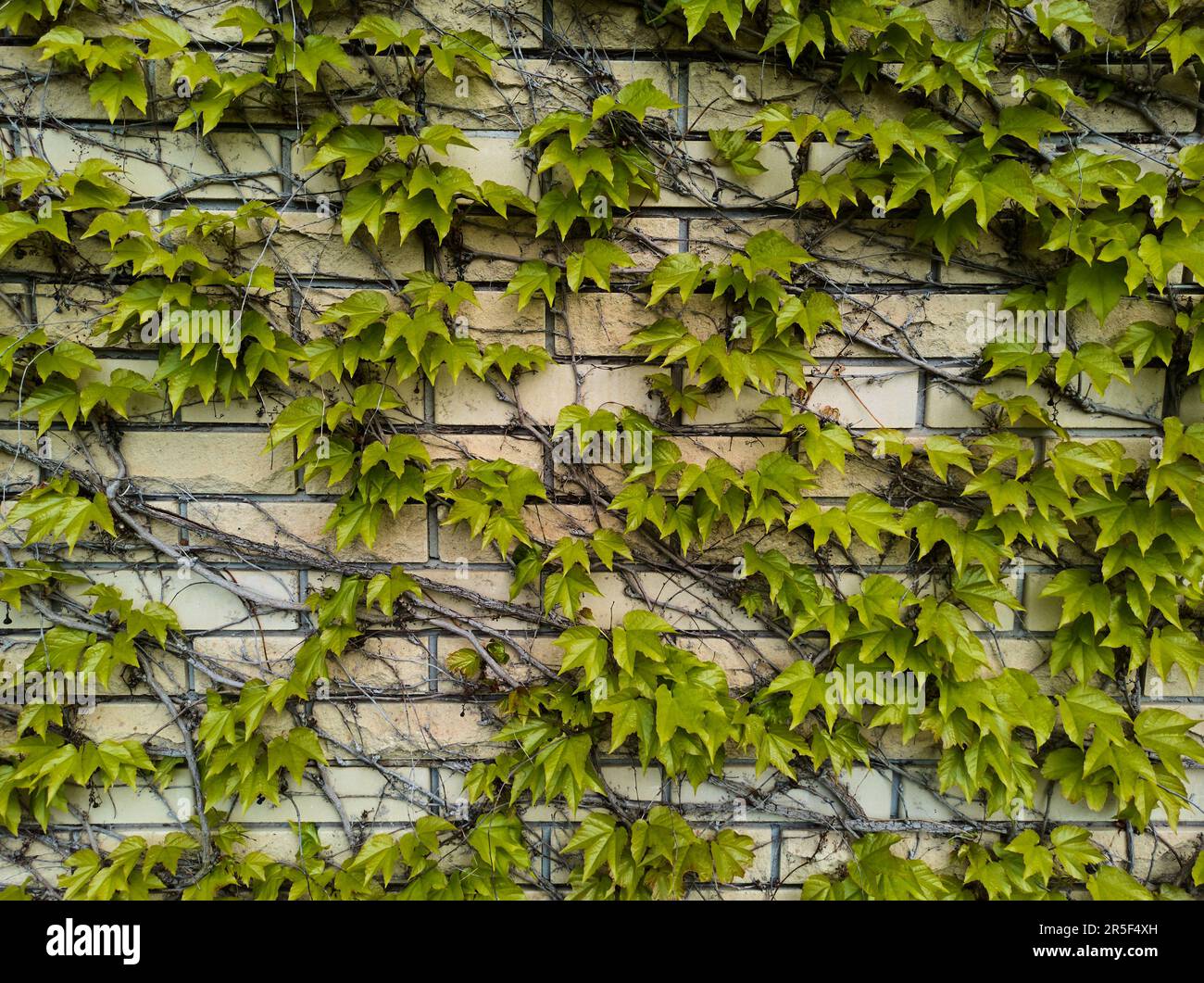 Horizontal shot of a brick wall is full of vegetation green color ...