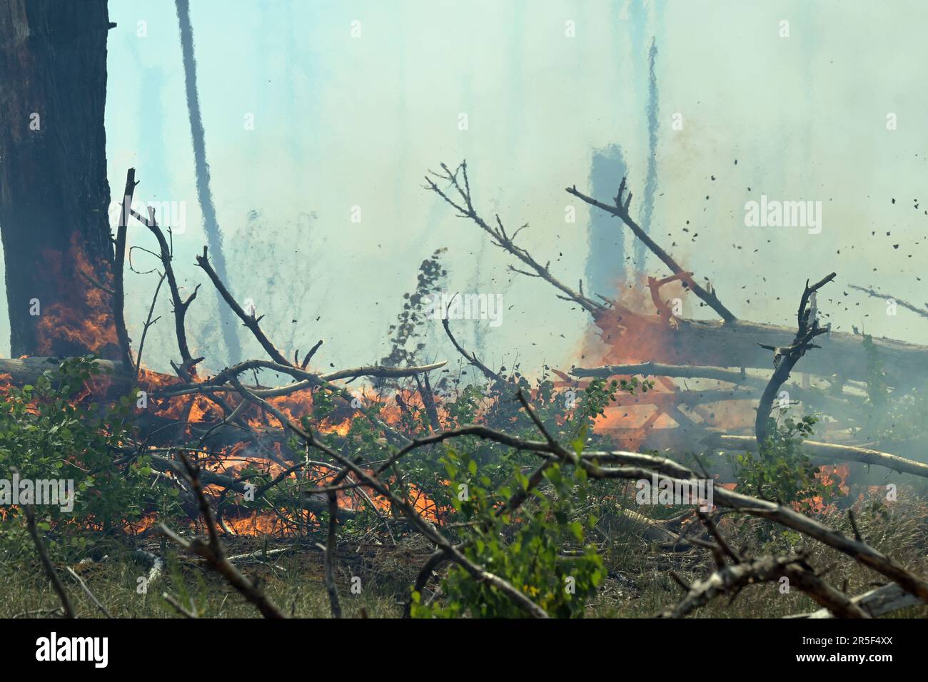 03 June 2023, Brandenburg, Jüterbog: The forest near Jüterbog is on ...