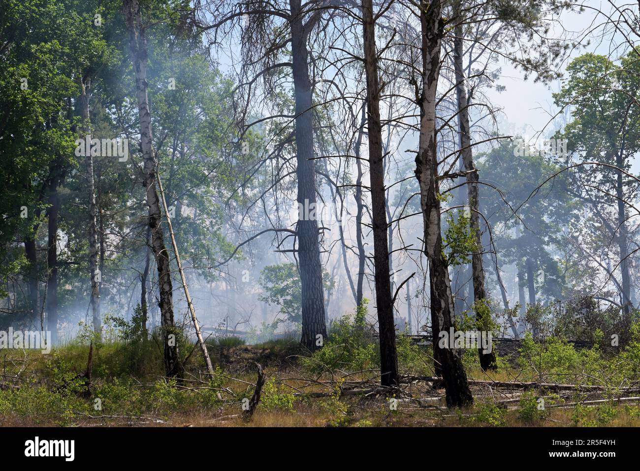 03 June 2023, Brandenburg, Jüterbog: The forest near Jüterbog is on ...