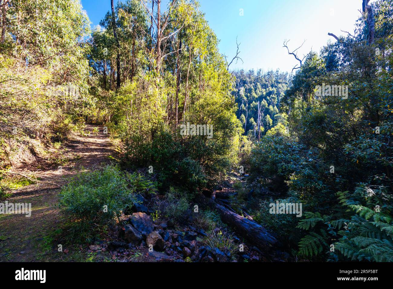 Mount Sugarloaf Ridge Track near Mason Falls in Kinglake National Park ...