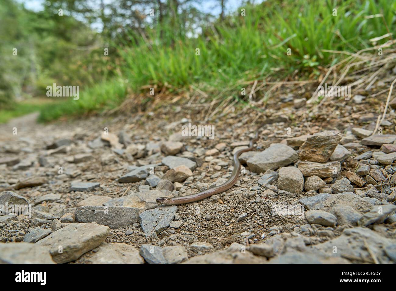 A deaf adder, also slow or blind worm, Angius fragilis, is a legless ...