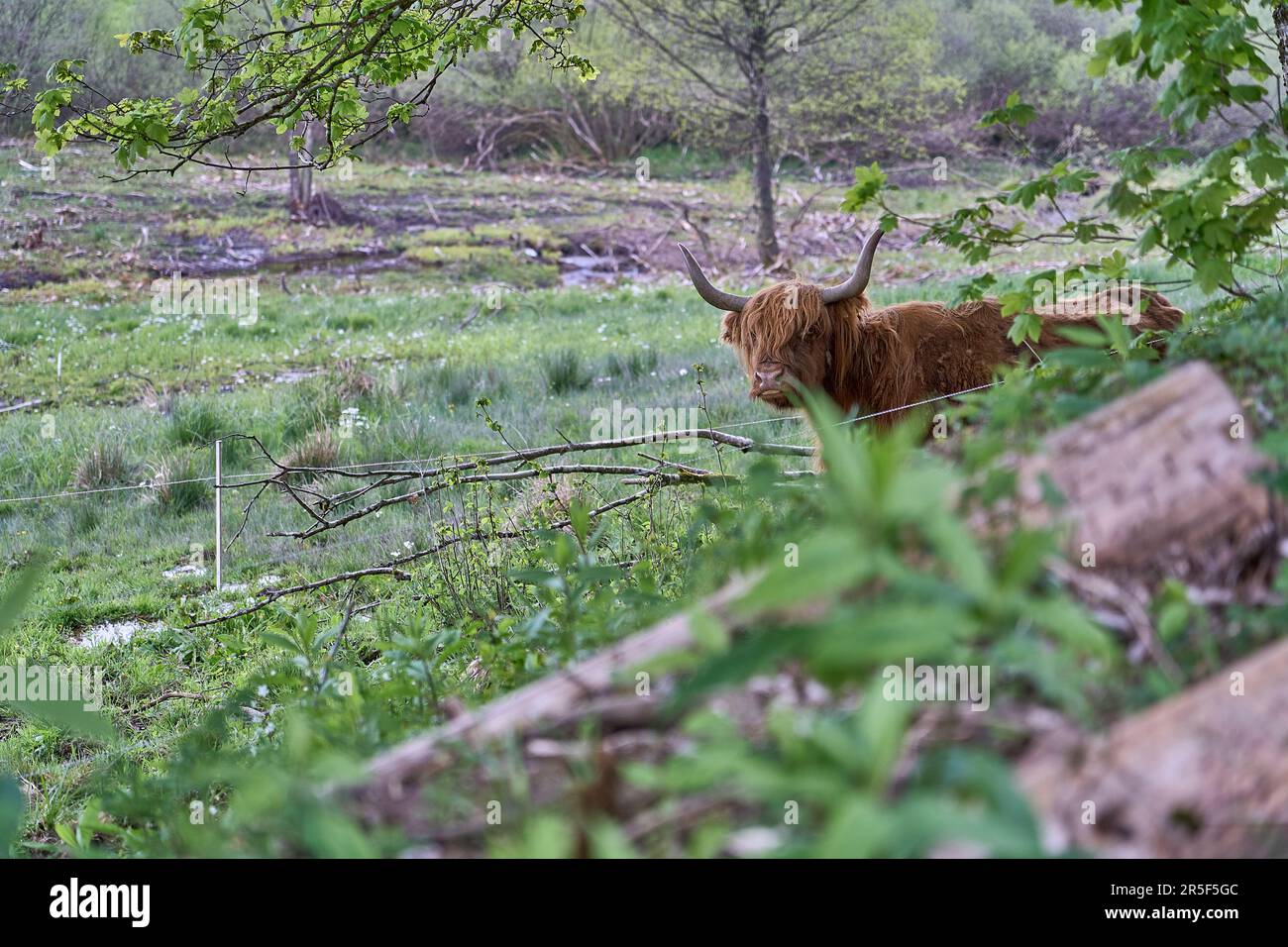 Hairy Scottish highland cattle standing alone on a meadow in Sauerland ...