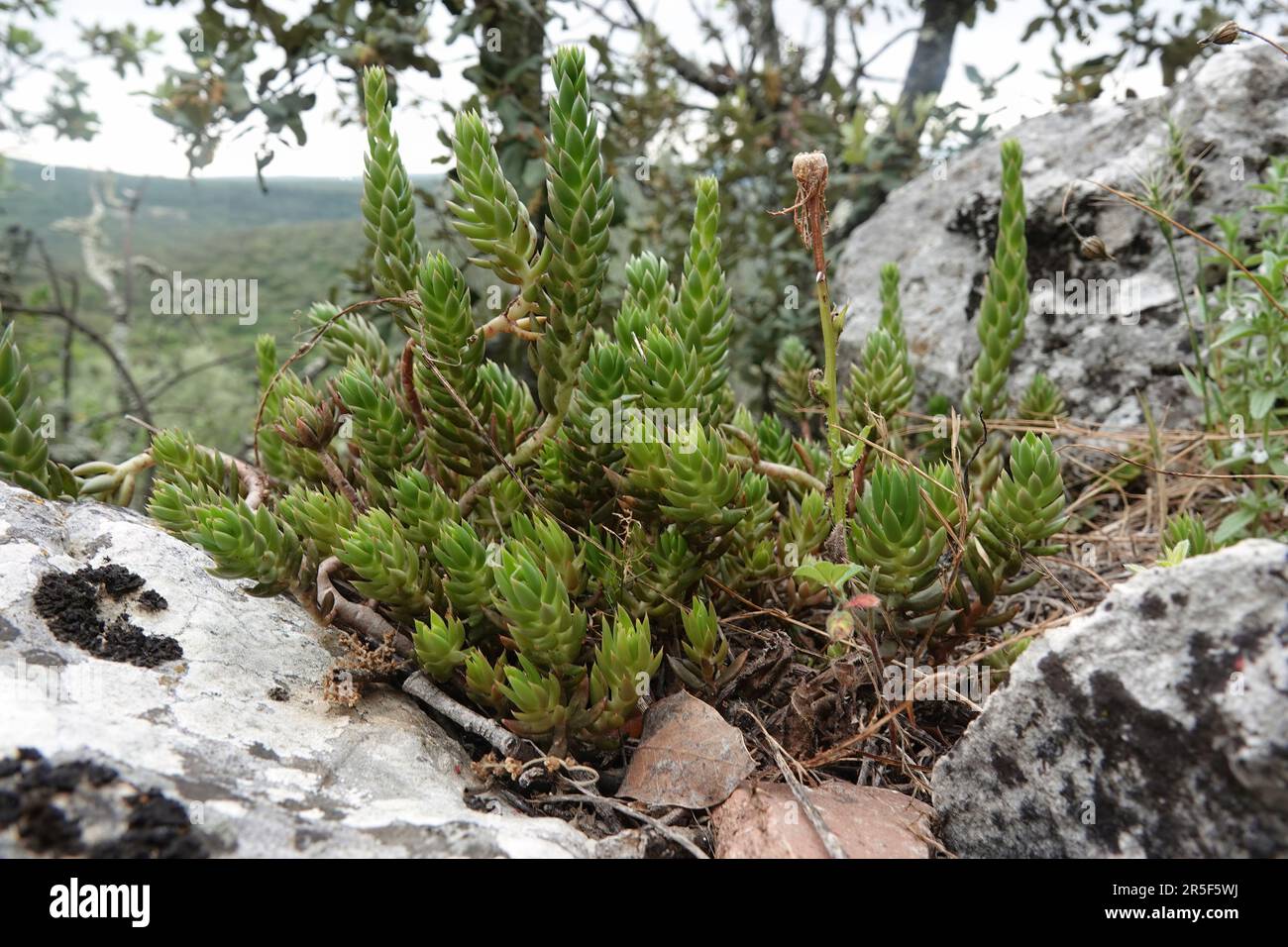 Natural closeup on a Mediterranean pale stonecrop plant, Petrosedum ...