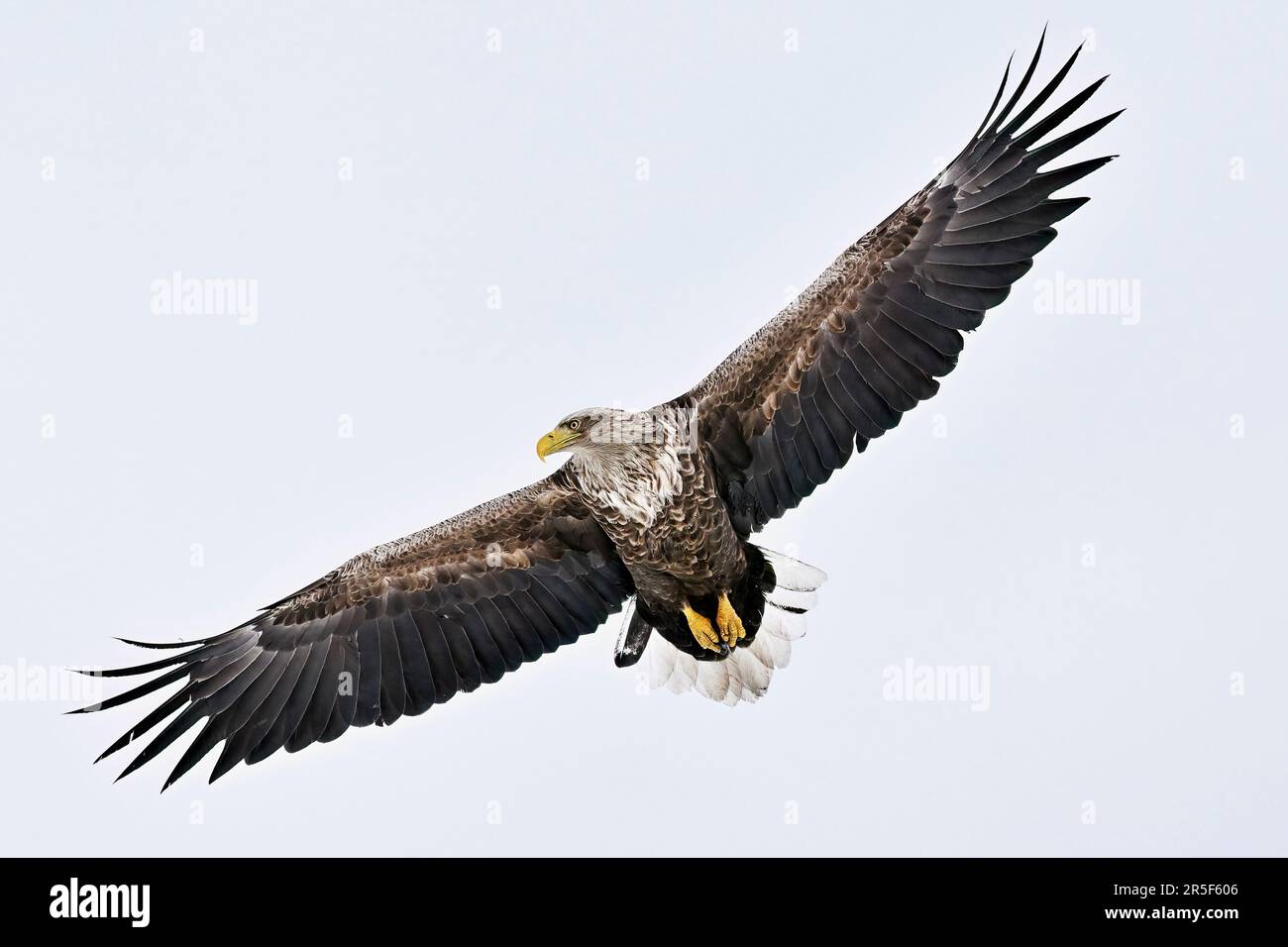 White-tailed eagle in full swing Stock Photo - Alamy