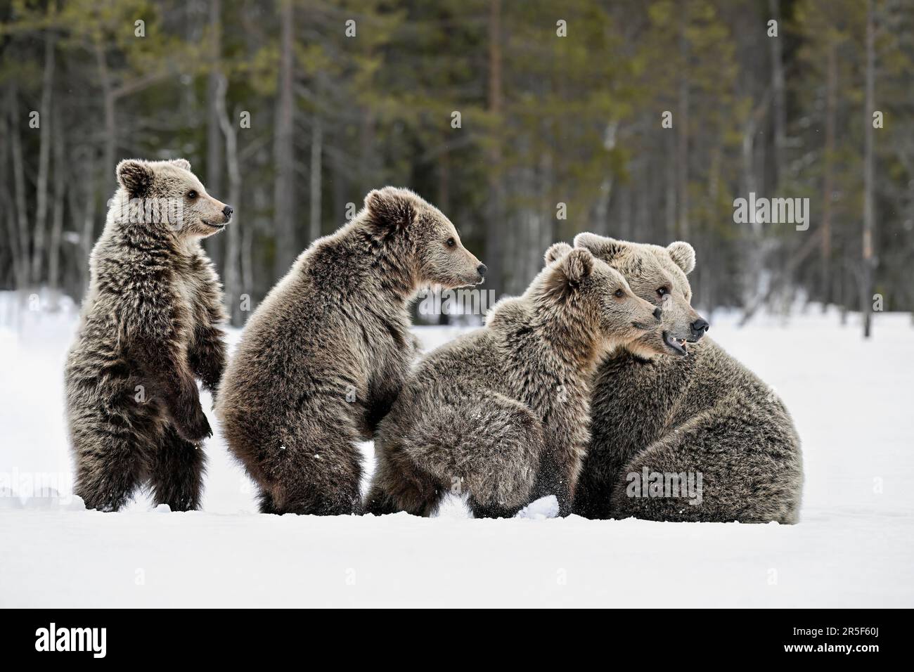 Bear in springtime hi-res stock photography and images - Alamy