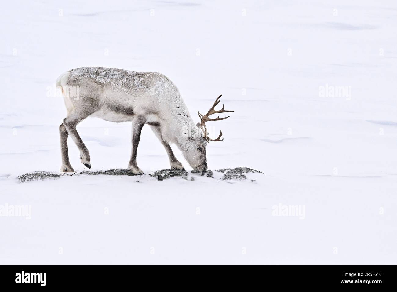 Vardo norway storm hi-res stock photography and images - Alamy