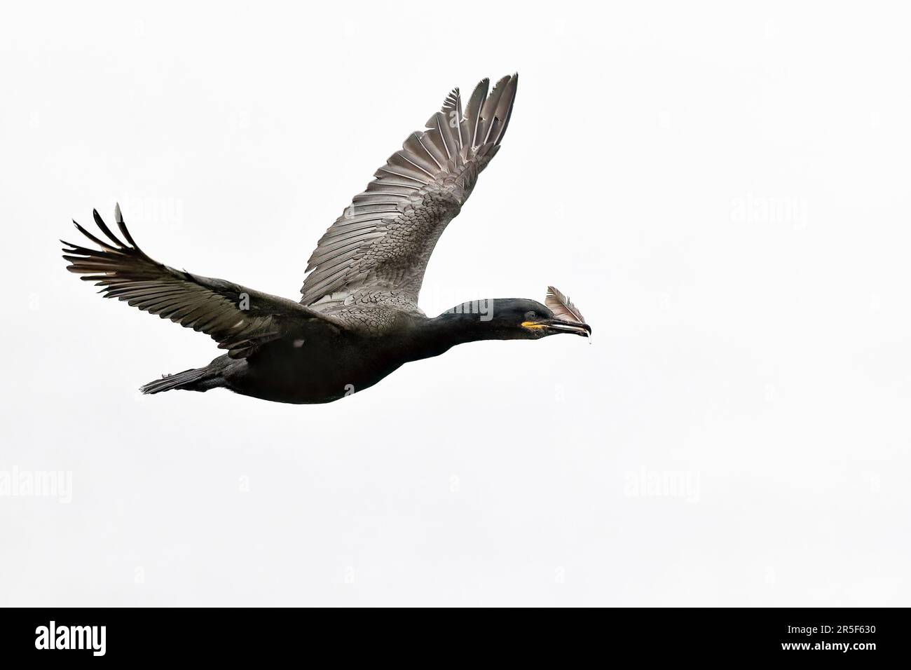 Shag bird hi-res stock photography and images - Alamy