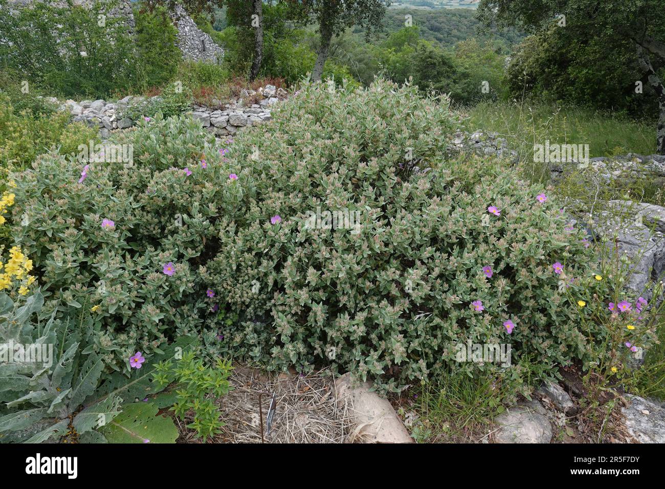 Natural closeup on the grey-leaved cistus, Cistus albidus in the ...