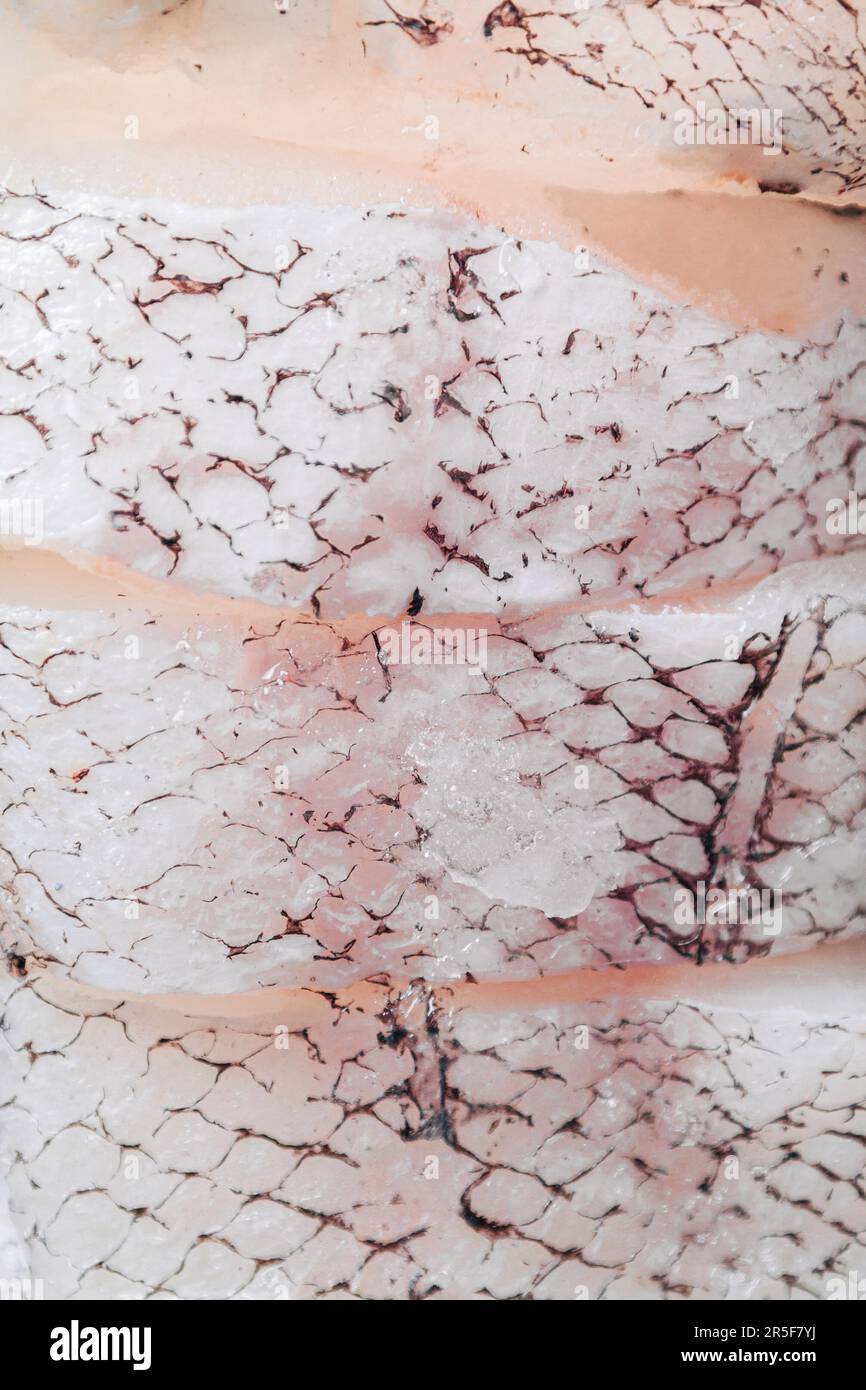 Silvery fish scales skin hi-res stock photography and images - Alamy