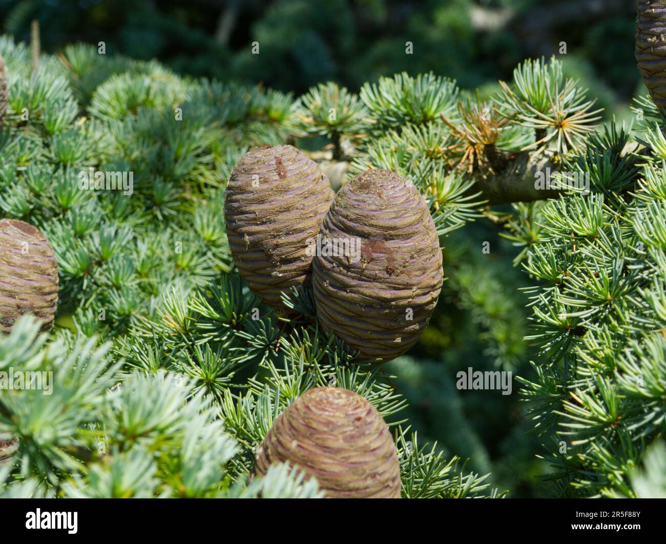 Upright cones hi-res stock photography and images - Alamy