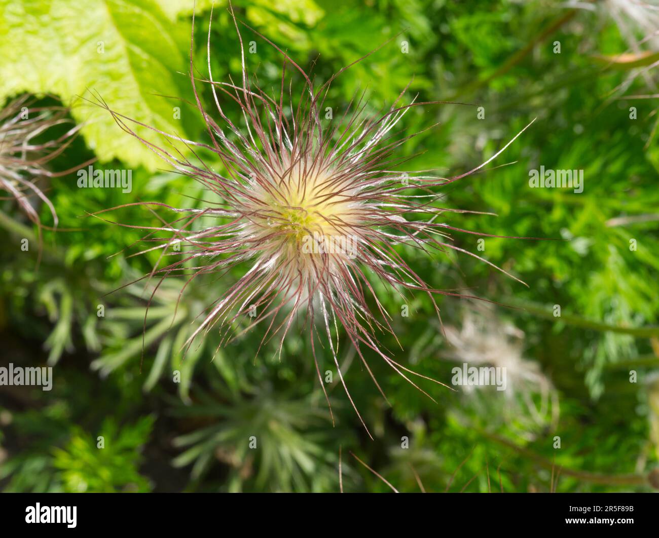 Pasque flower seedhead Stock Photo - Alamy
