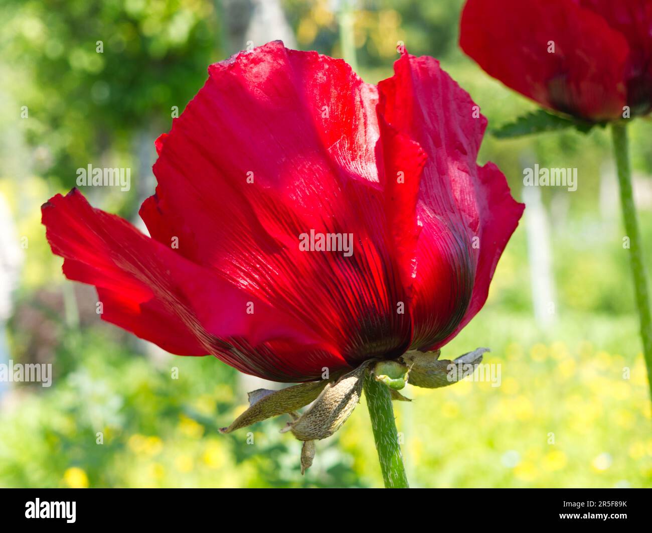 Red poppy blooms hi-res stock photography and images - Alamy
