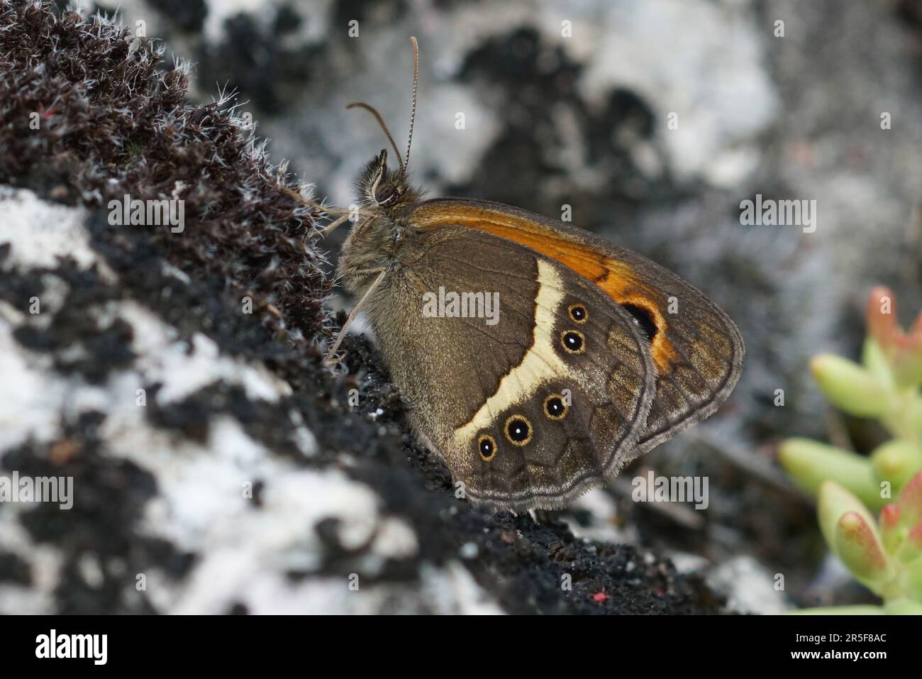 Natural closeup on a fresh emerged Spanish Gatekeeper, Pyronia bathseba ...