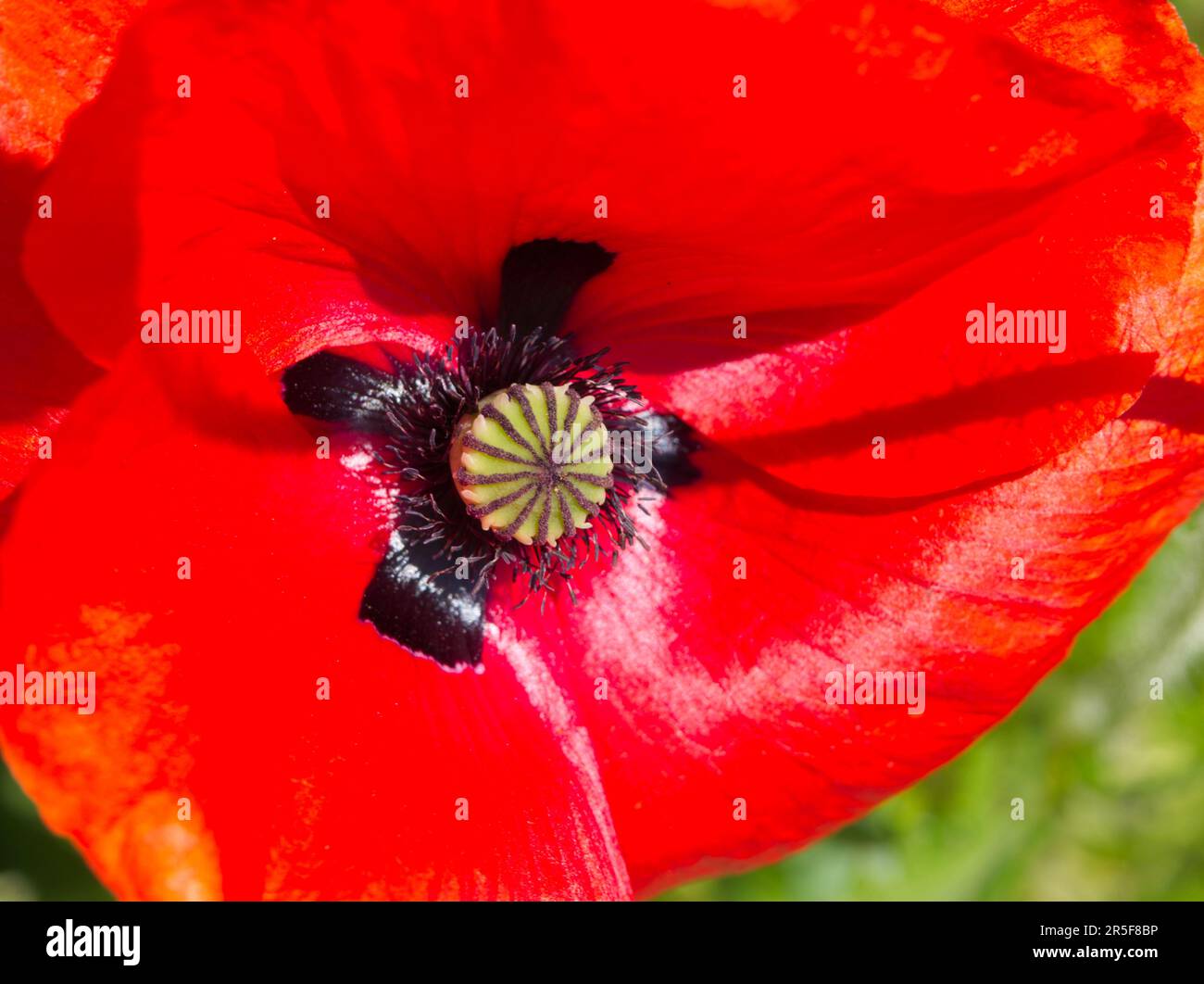 Blooms garden centre hi-res stock photography and images - Alamy