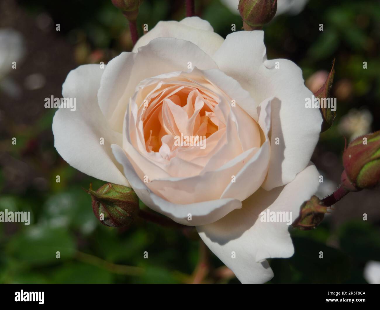 Pale pink rose hi-res stock photography and images - Alamy