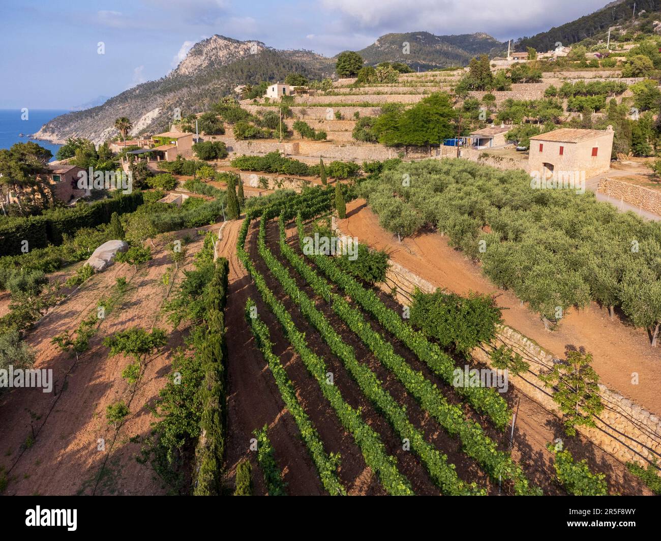 cultivation terraces, Banyalbufar, Majorca, Balearic Islands, Spain ...