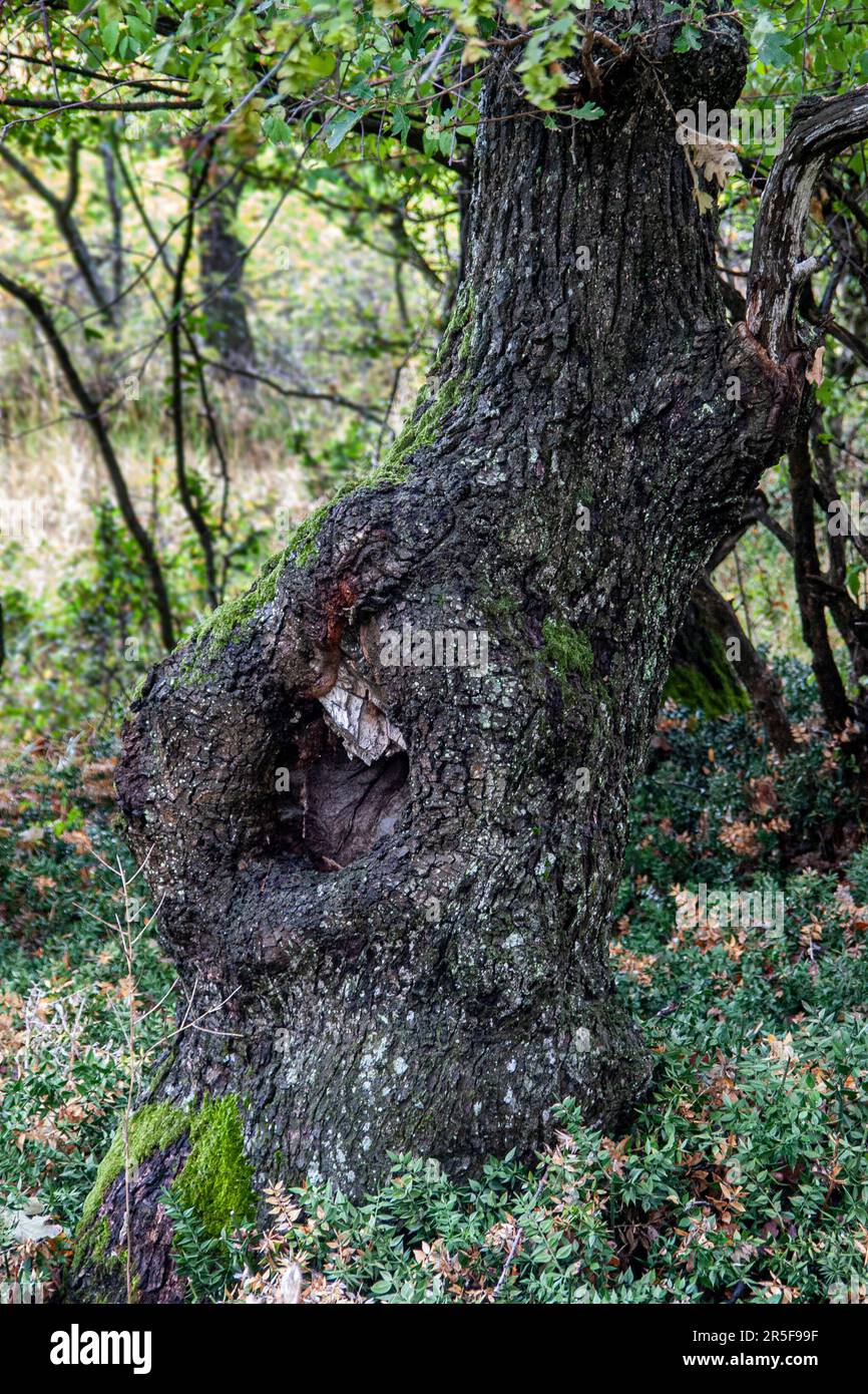Misshapen trees hi-res stock photography and images - Alamy