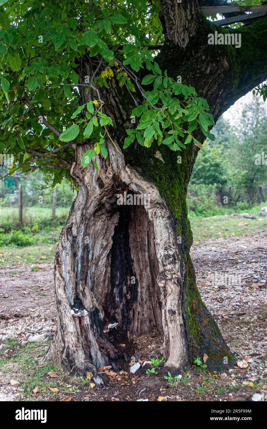 Misshapen trees hi-res stock photography and images - Alamy