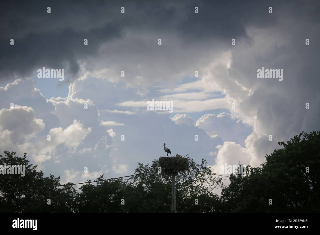 A white stork perched in its nest, on a pole, in the Sarria region, on ...