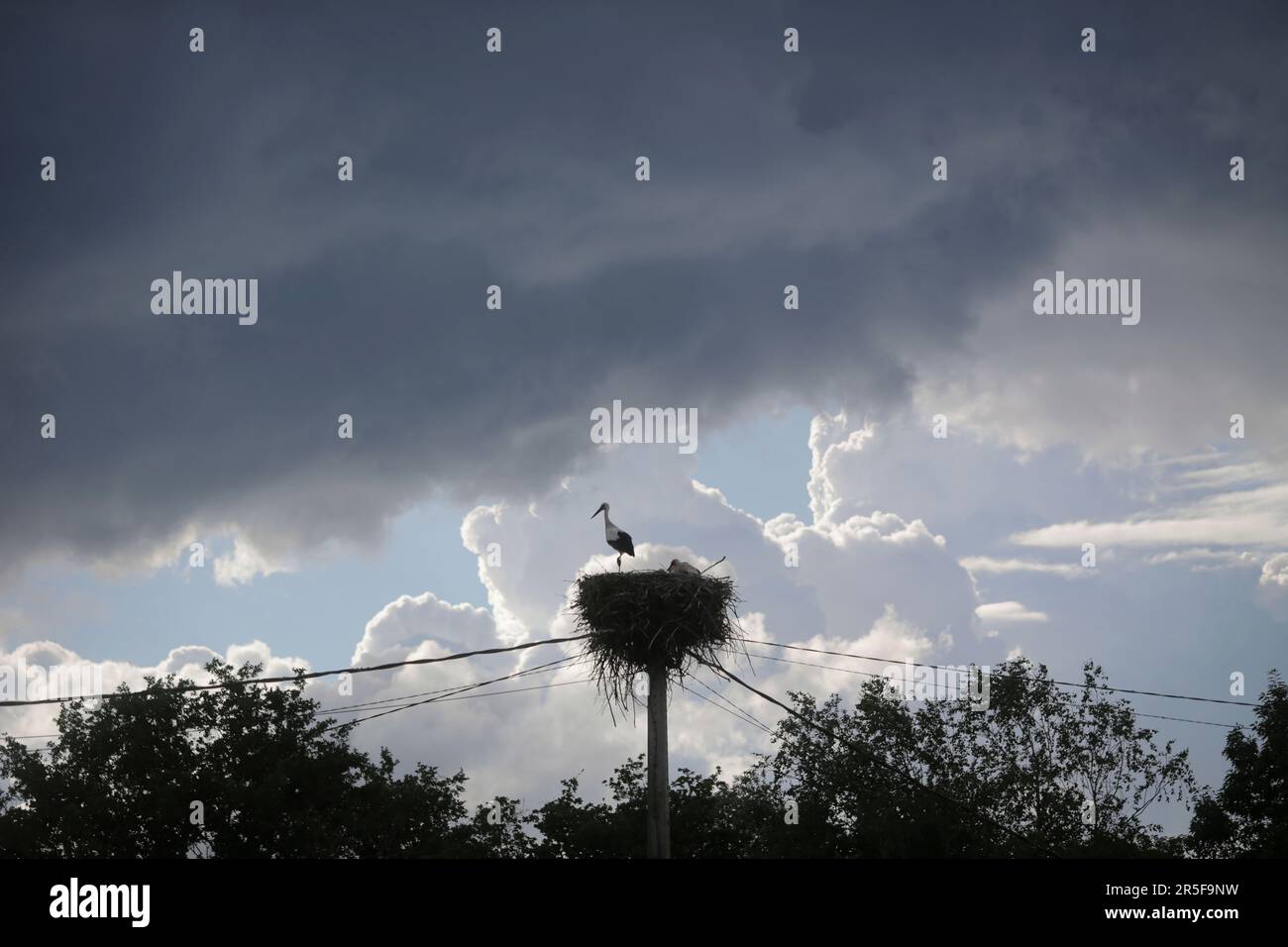 A white stork perched in its nest, on a pole, in the Sarria region, on ...