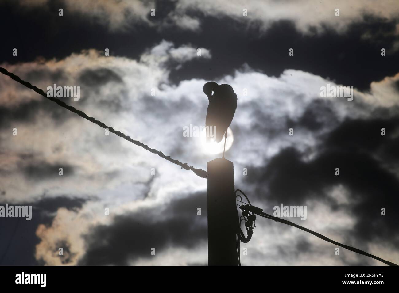 A white stork perched in its nest, on a pole, in the Sarria region, on ...