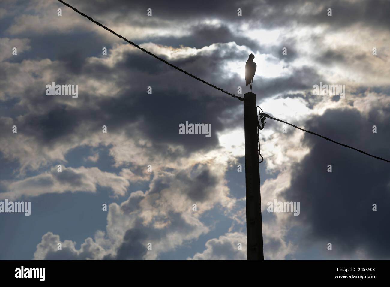 A white stork perched in its nest, on a pole, in the Sarria region, on ...