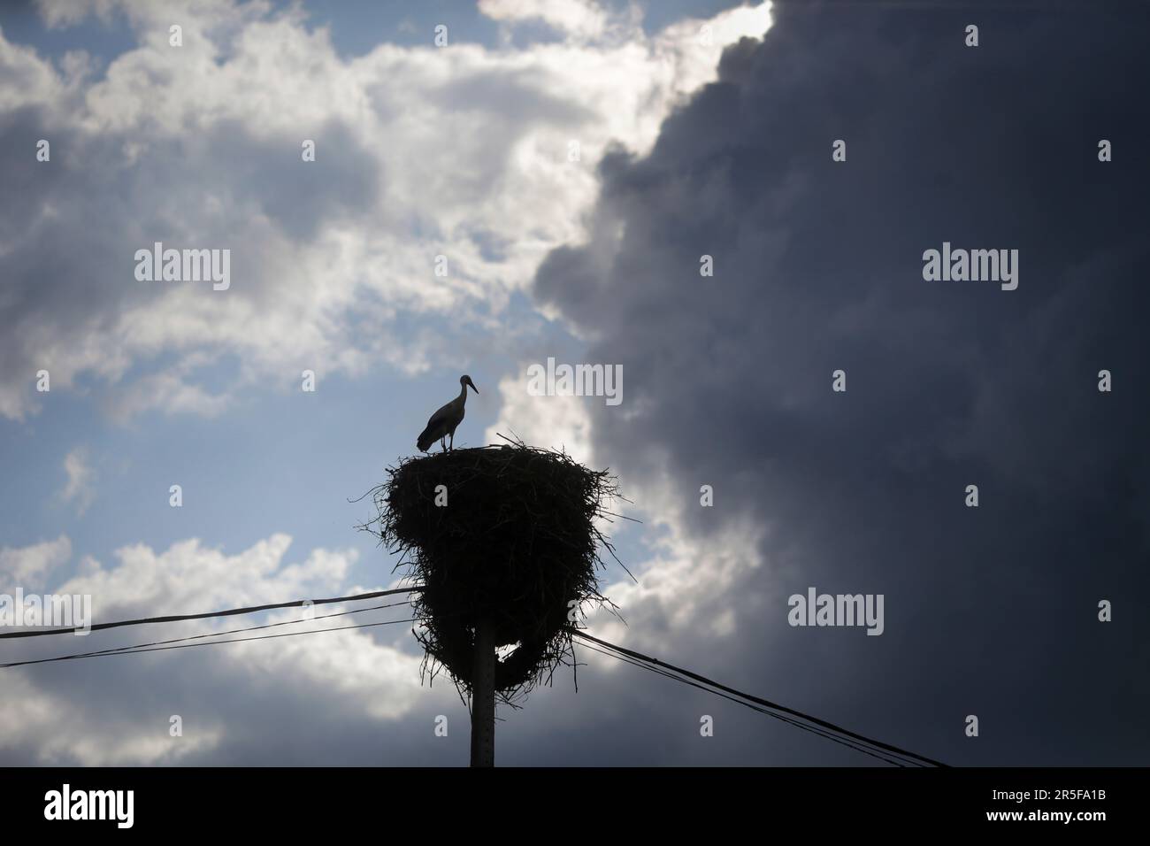 A white stork perched in its nest, on a pole, in the Sarria region, on ...