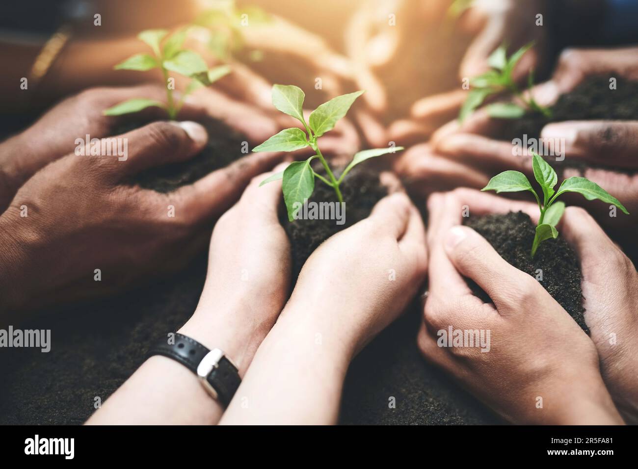 At the root stage of development. a group of people holding plants ...