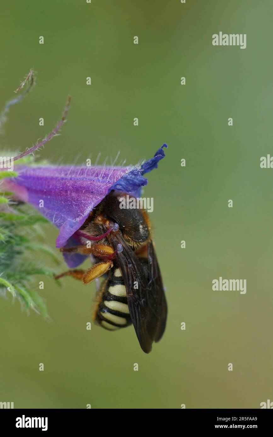 Natural Colorful closeup on a female Seven-toothed Red-Resin Bee ...