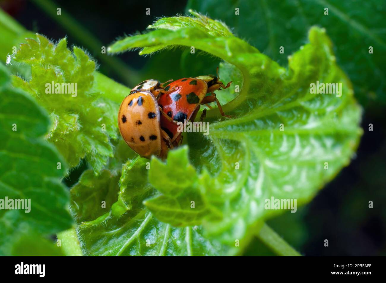 Two insects mating on a green leaf. Macro photo of a ladybug during a ...