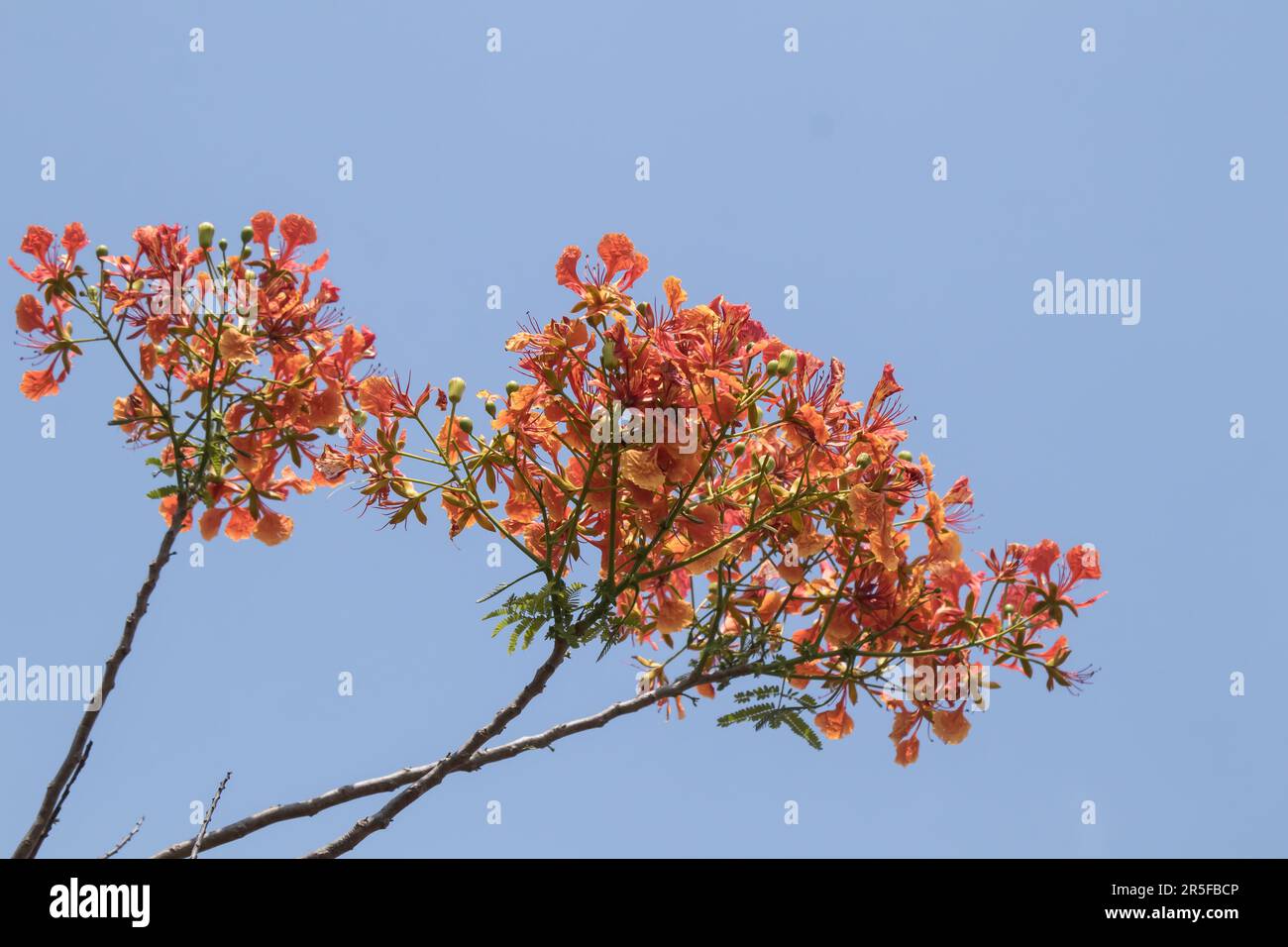 Close up Red Flamboyant flower,The Flame Tree , Royal Poinciana Stock ...