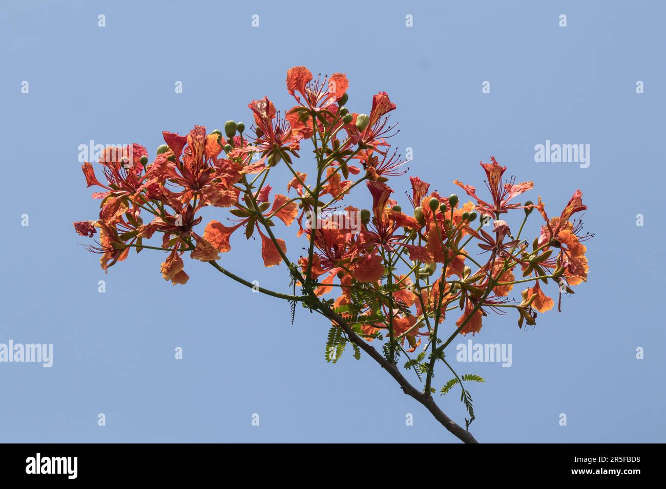 Close up Red Flamboyant flower,The Flame Tree , Royal Poinciana Stock ...