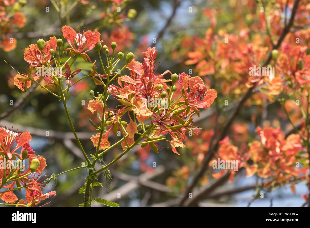 Close up Red Flamboyant flower,The Flame Tree , Royal Poinciana Stock ...