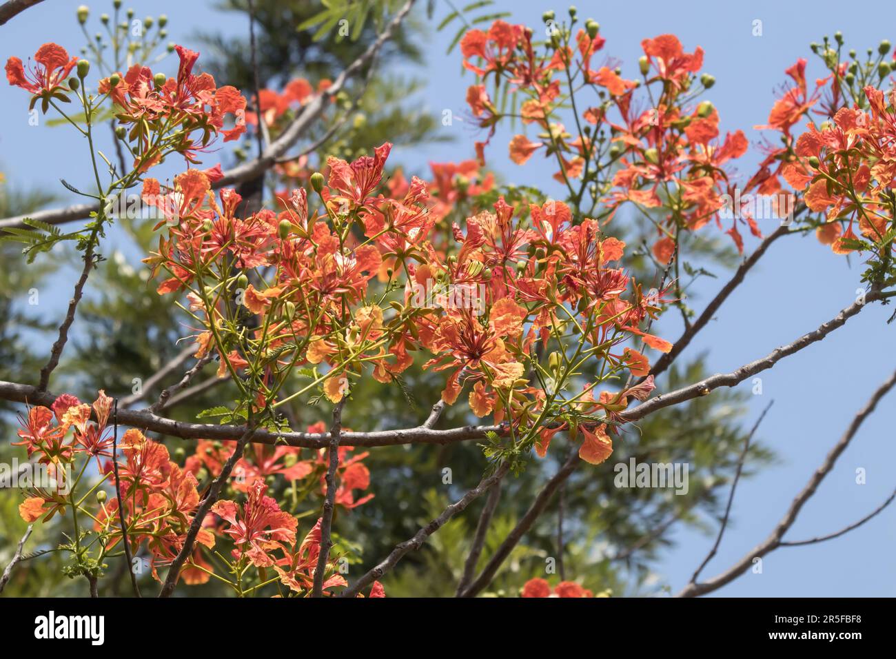 Close up Red Flamboyant flower,The Flame Tree , Royal Poinciana Stock ...
