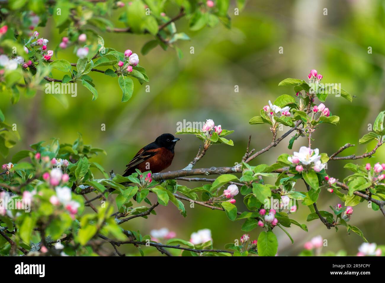 Male Orchard Oriole perched in a flowering crabapple tree Stock Photo ...