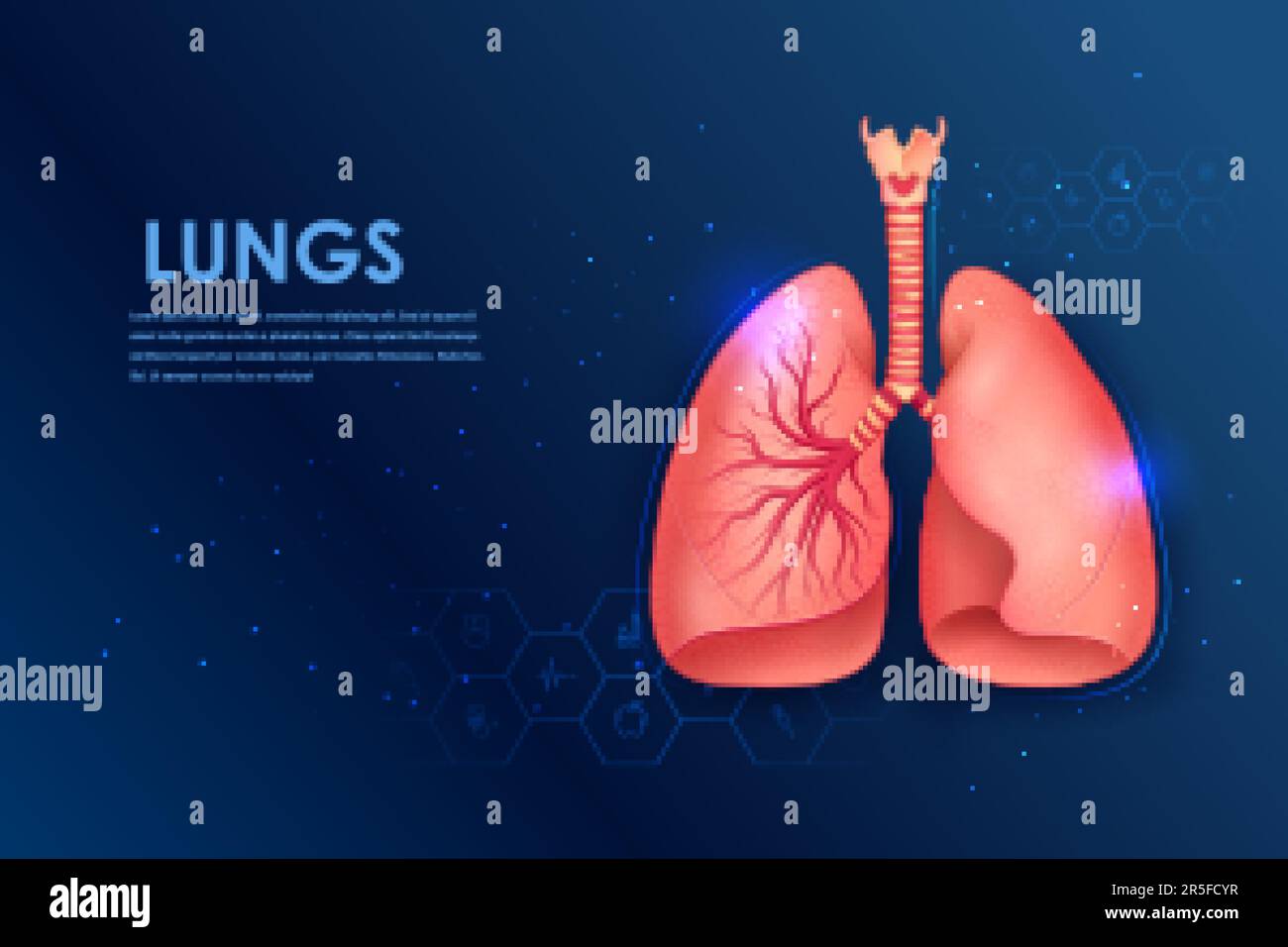 Healthcare and Medical education drawing chart of Human Lungs for Science Biology study Stock ...