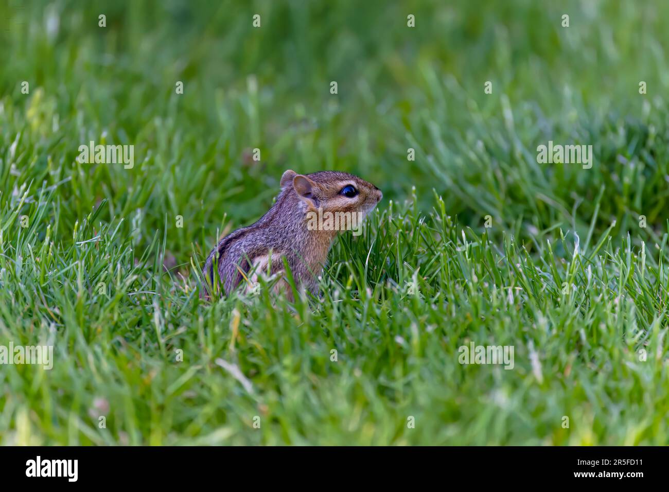 Chipmunk nest hi-res stock photography and images - Alamy